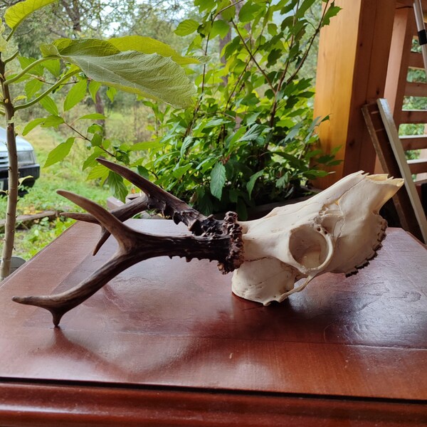 Deer Skull Antlers - Etsy