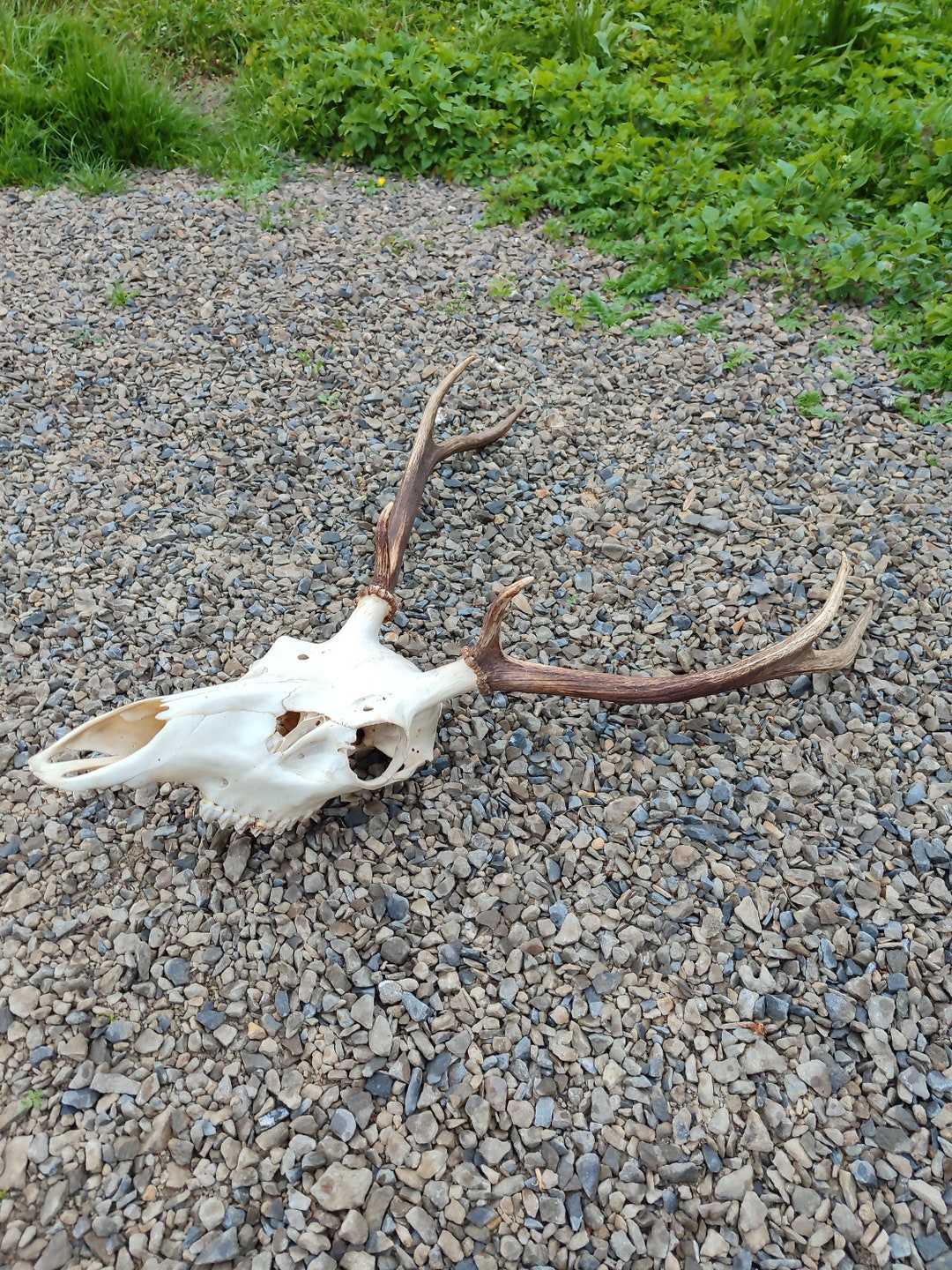 Large Red Deer Antlers With Skull Deer Taxidermy Wall Hanging Home ...
