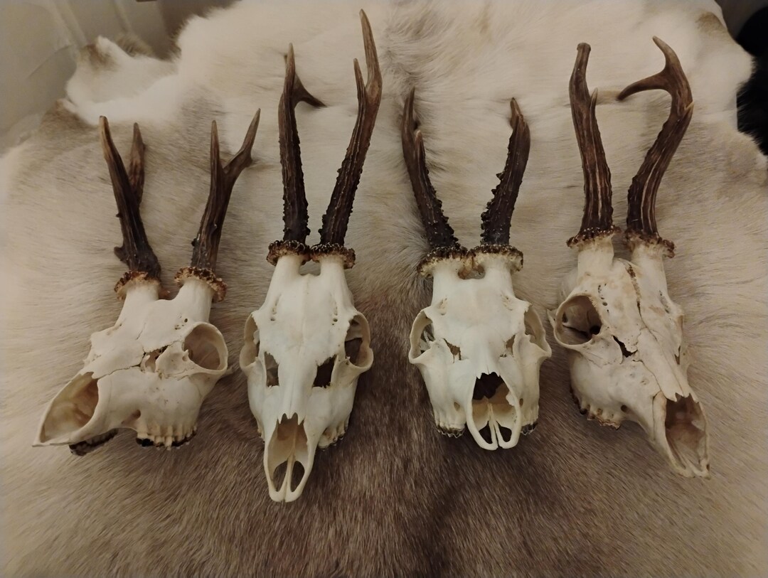 Set - 4 Roe Deer Roebuck Deer Skull Antlers Home Decor Nature Anatomy ...
