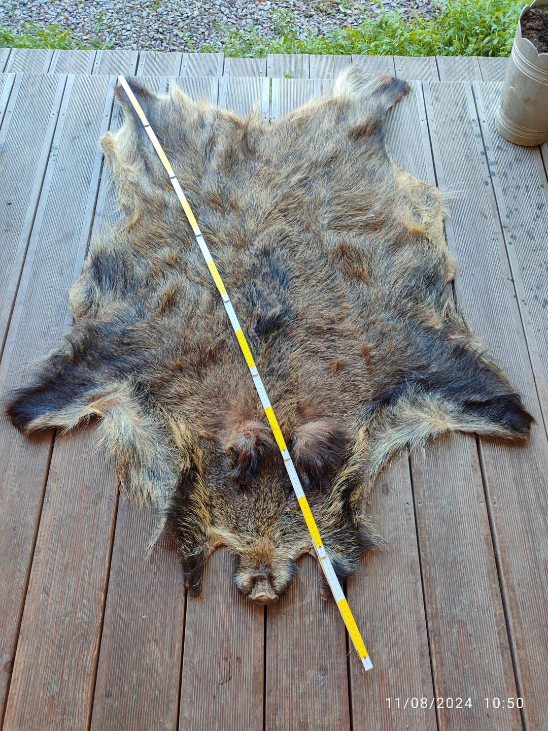 Large Wild Boar Skin Rug: Natural Fur Hide, Hunting Decor - Etsy