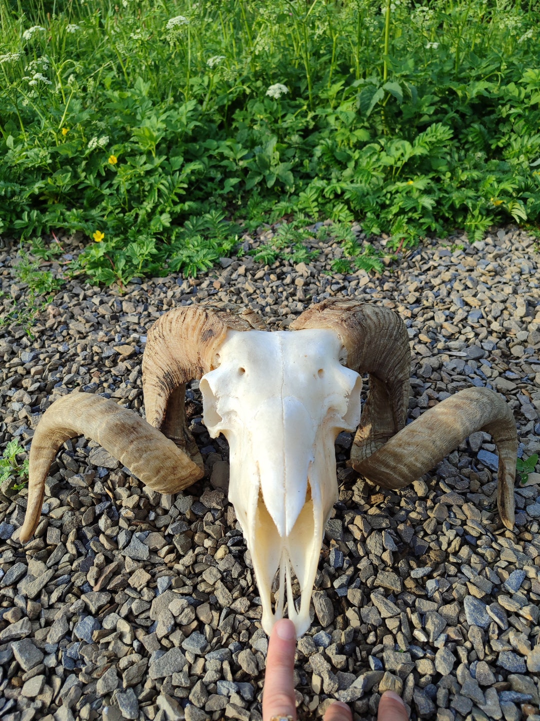 Real Ornament Aries Ram Skull With Horns Antlers Head Bone Taxidermy Gothic Shamanic Object Home ...