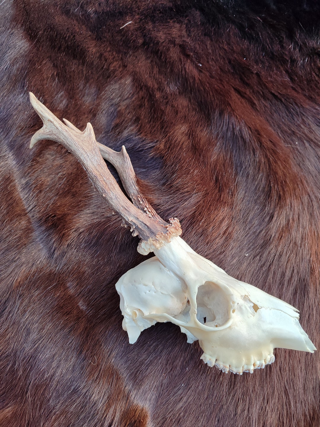 Real Natural Roebuck Deer, Roe Deer Skull Antlers Head Bone Taxidermy ...