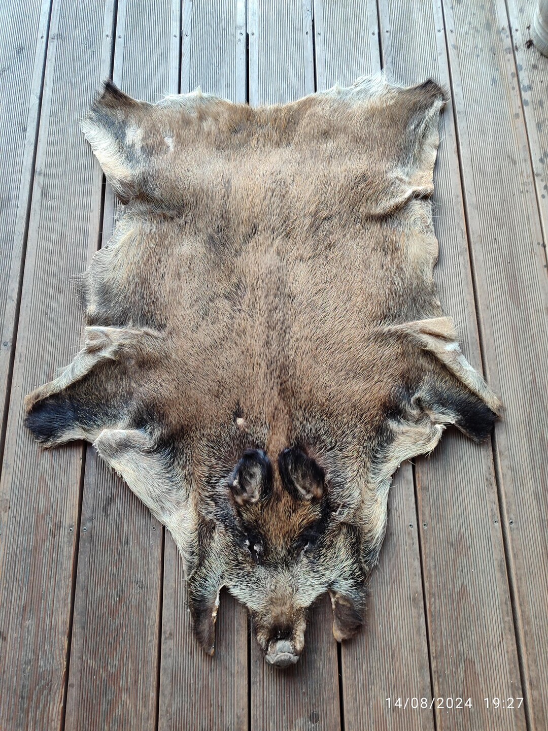 Large Wild Boar Skin Hide Pelt Fur Area Rug Natural Real Area Carpet ...