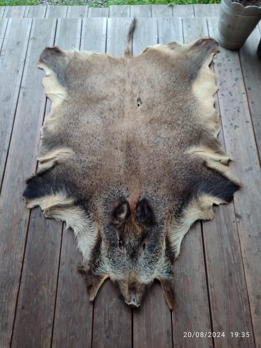 Large Wild Boar Skin Hide Pelt Fur Area Rug Natural Real Area Carpet ...