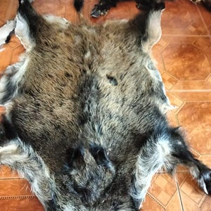 Large European Wild Boar Skin Hide Pelt Fur Area Rug Natural Real Lot ...