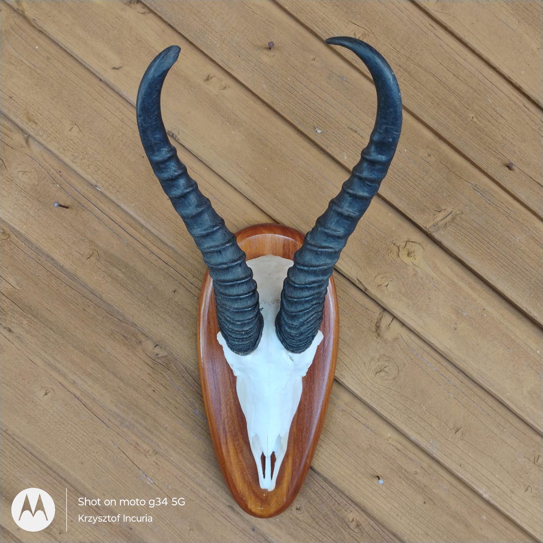 Springbok Antelope Skull Horns Antlers Premium Vintage Taxidermy Home ...
