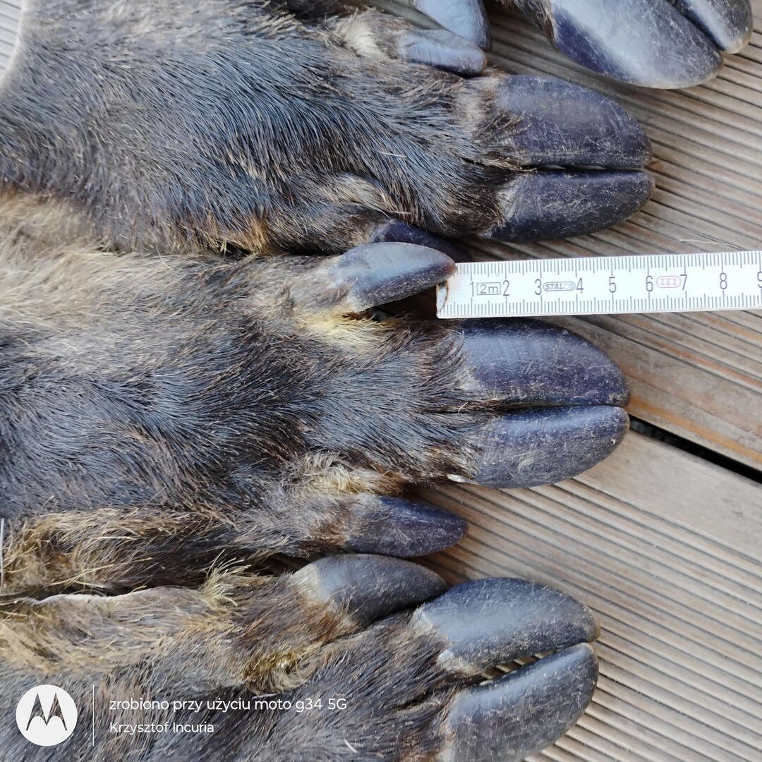 Set of 4 European Wild Boar Hooves Hoof Claws Taxidermy Arts Crafts ...