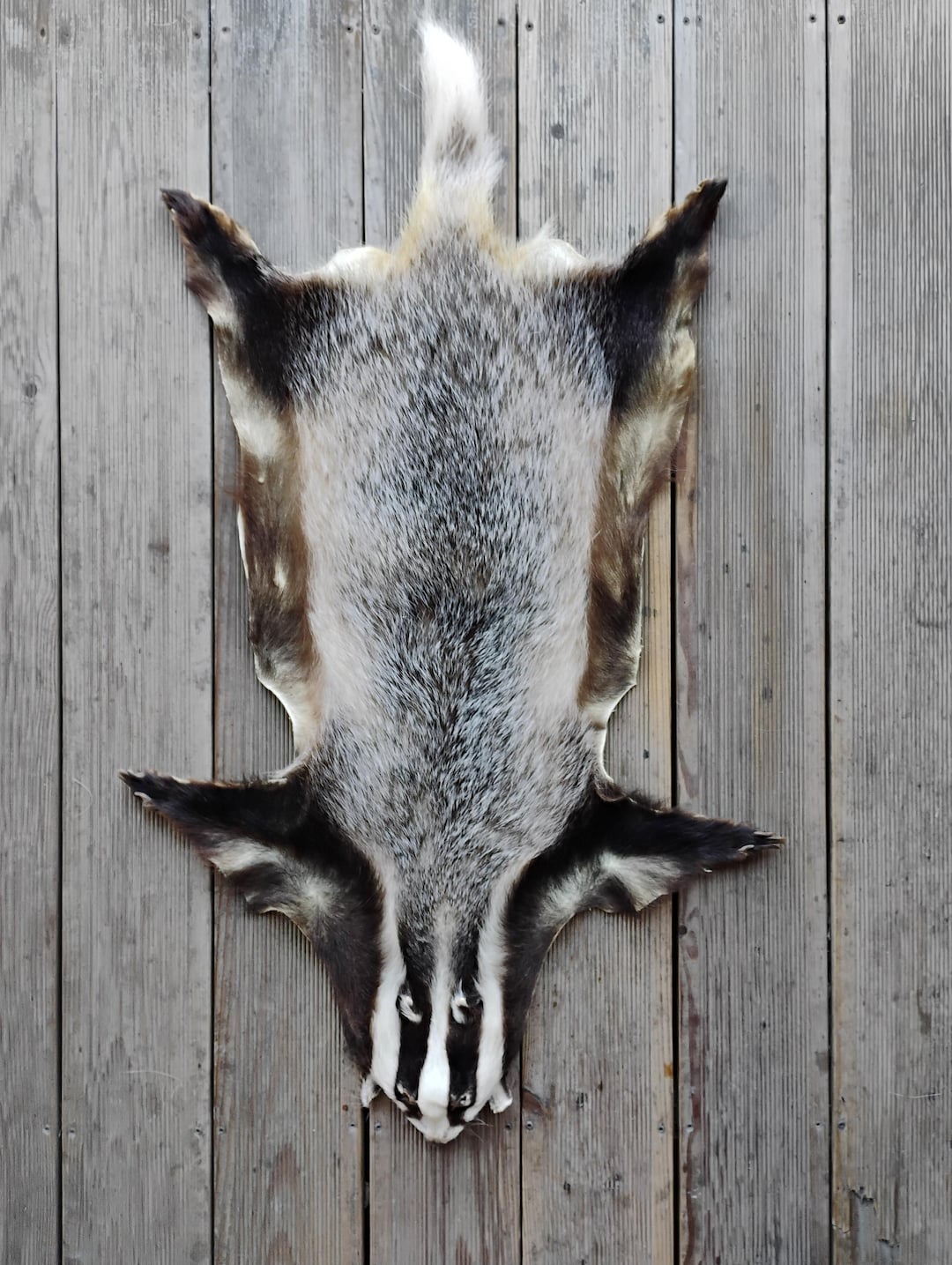 European Badger Skin Hide Pelt Taxidermy Home Ornament Decor Natural ...