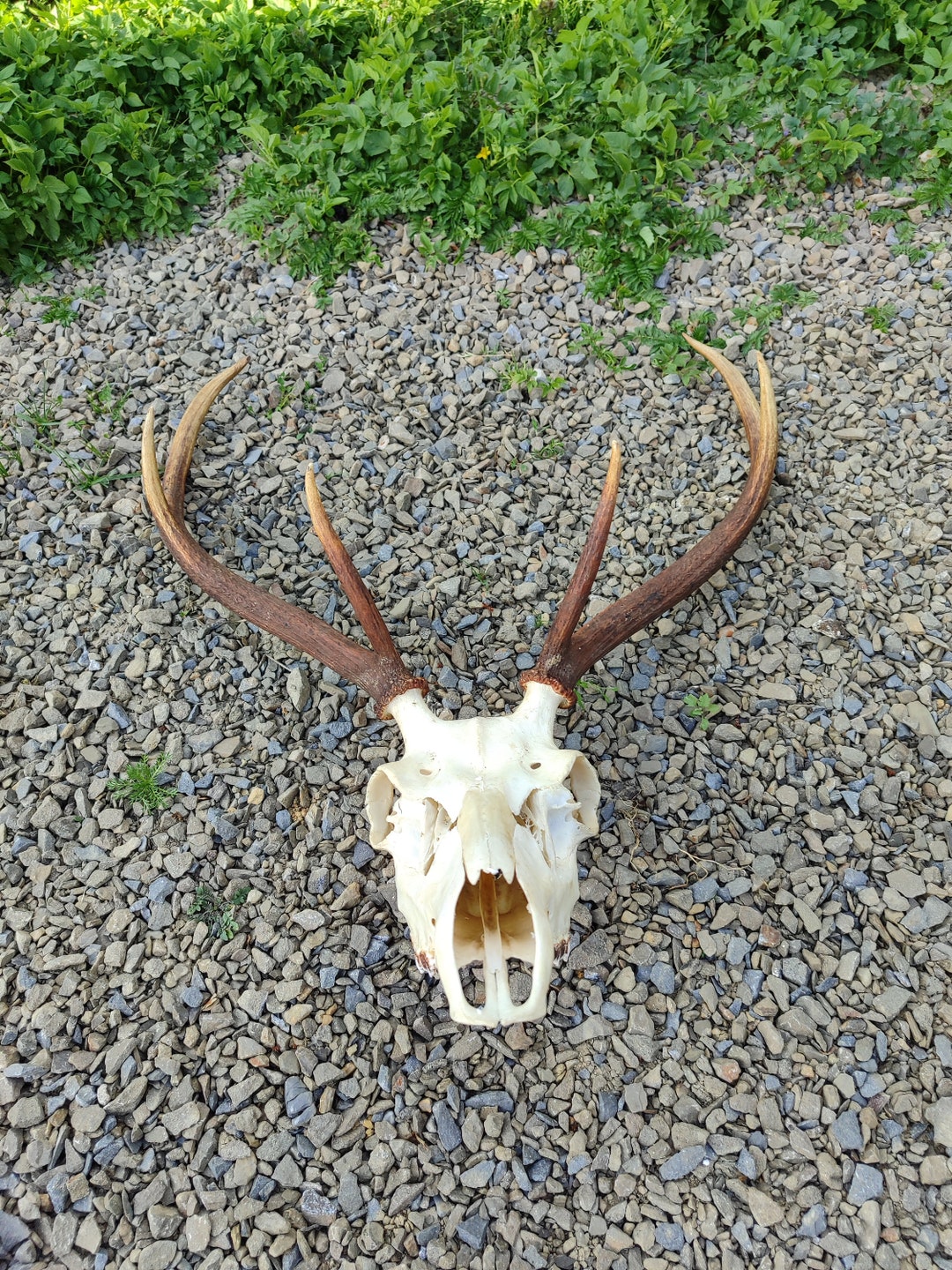 Large Red Deer Antlers With Skull Wall Hanging Home Decor Shamanic ...