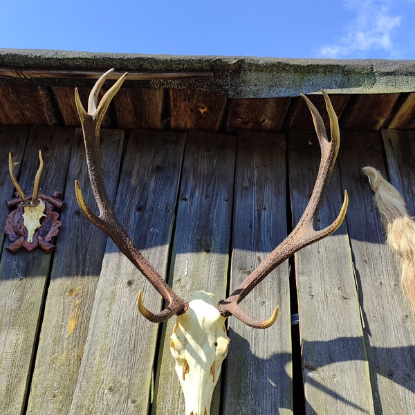 Deer Antler Decor - Etsy