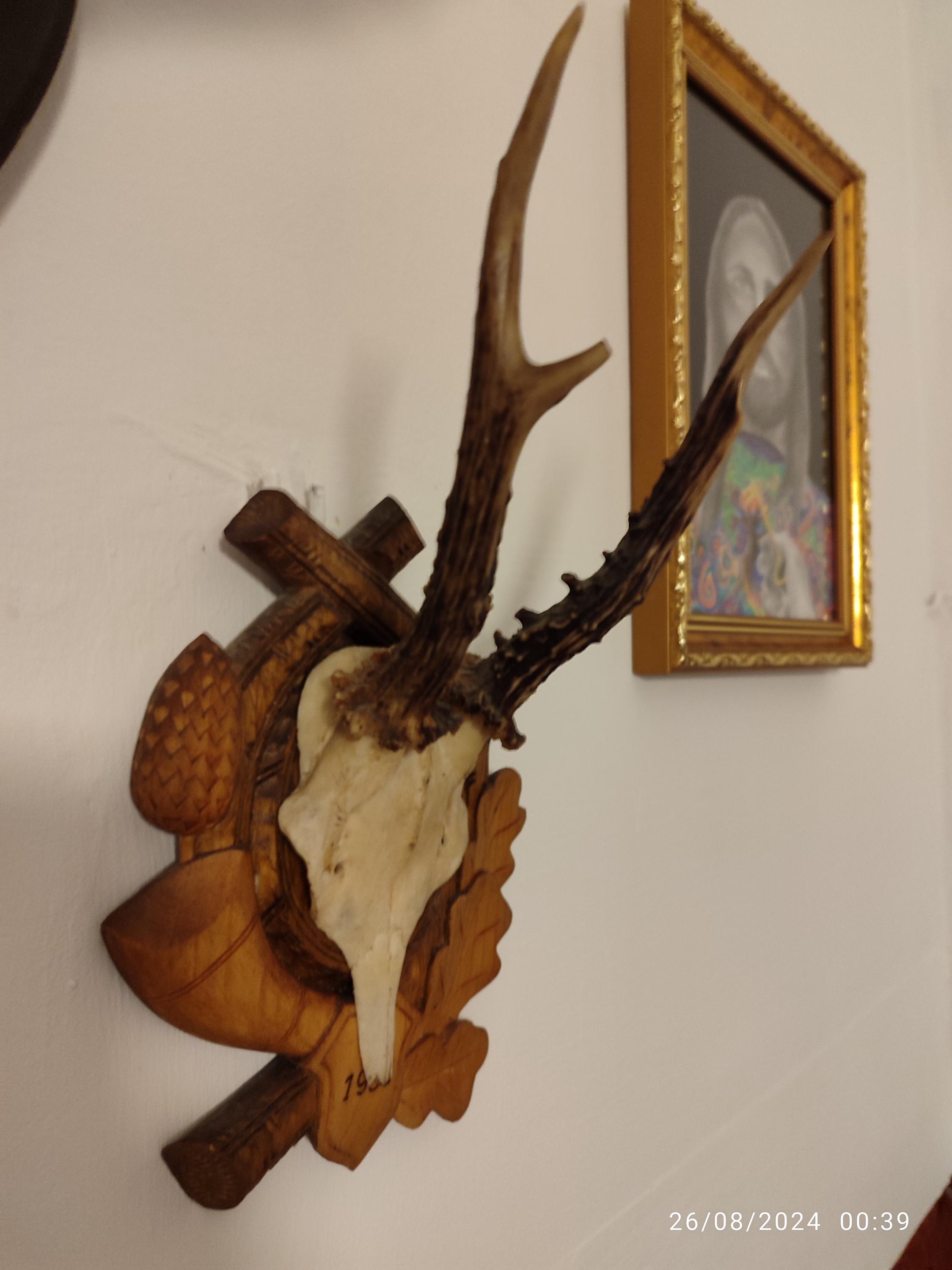 Roebuck Roe Deer Antlers With Skull Wall Hanging Home Decor Shamanic ...