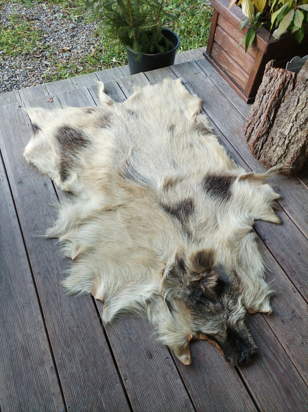 Albino Rare Wild Boar Skin Hide Pelt Fur Area Rug Natural Real Area ...