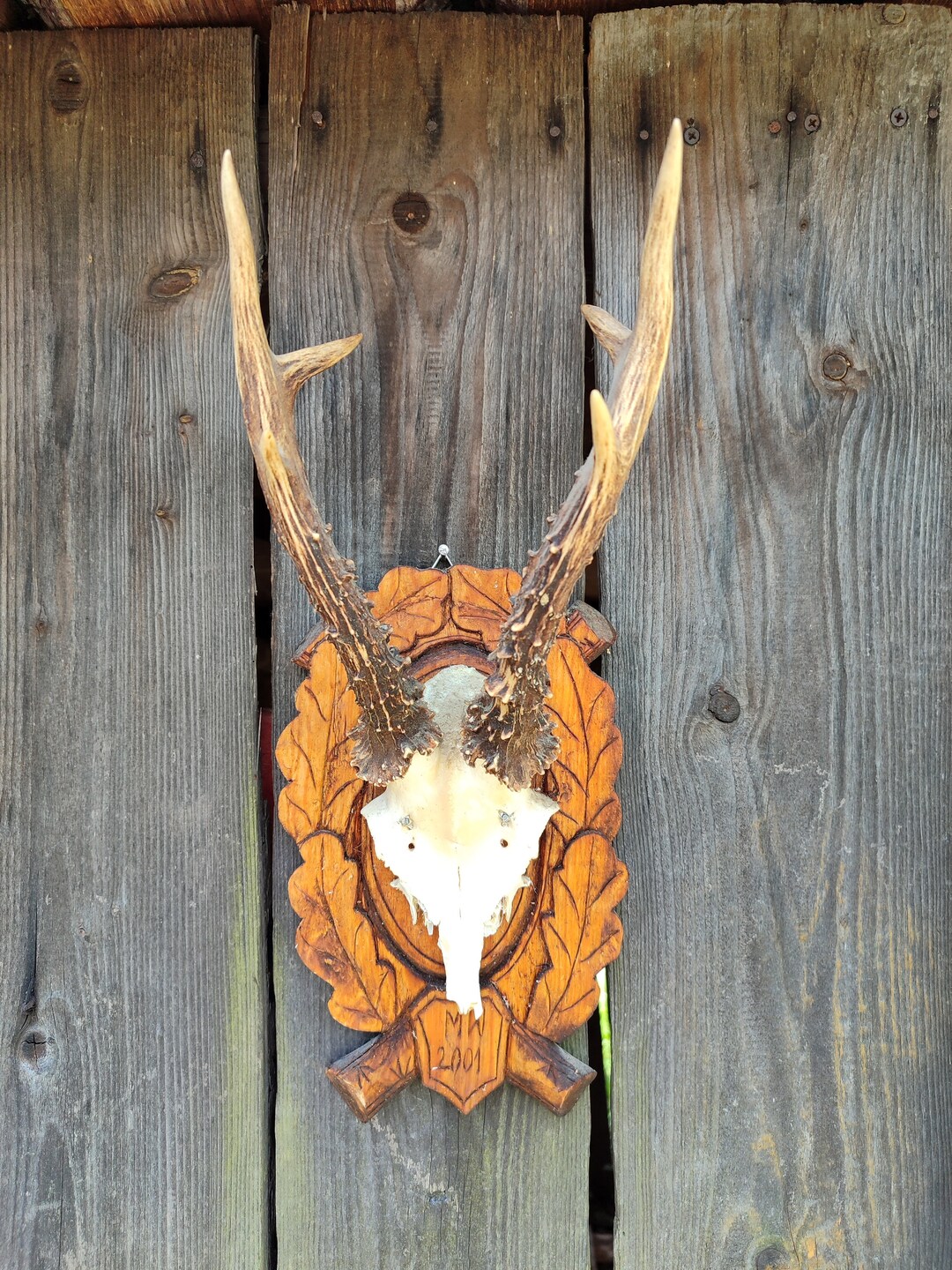 Large Roe Deer Antlers With Skull Wall Hanging Home Decor Shamanic ...