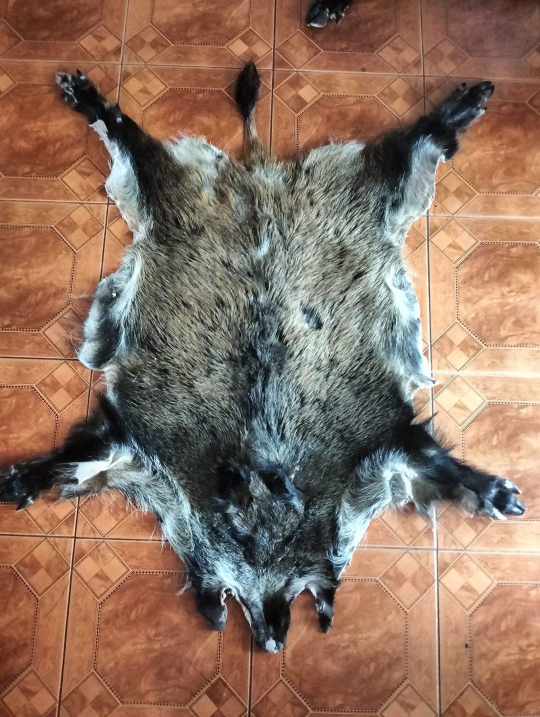 Large European Wild Boar Skin Hide Pelt Fur Area Rug Natural Real Lot ...