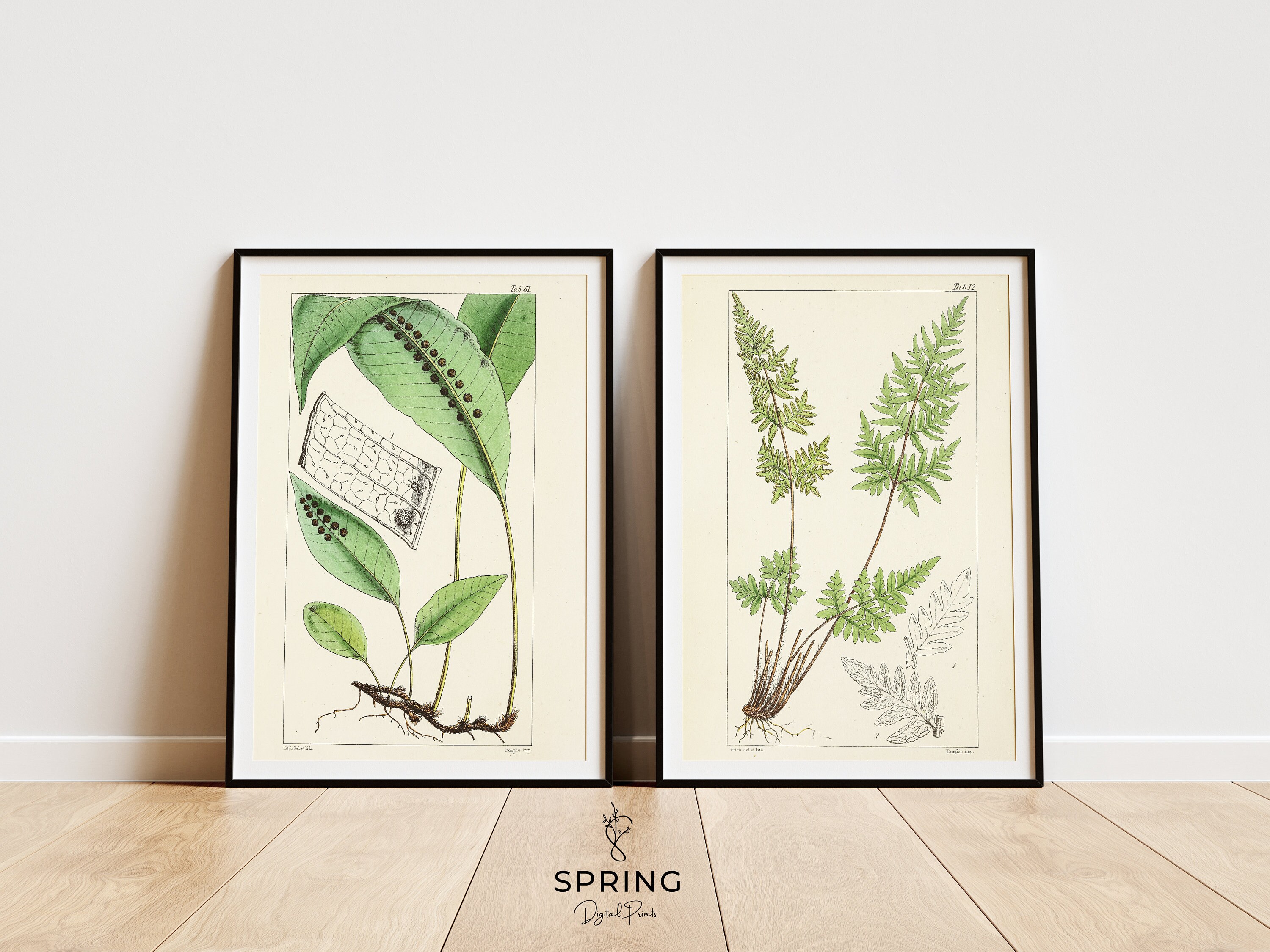 40 Vintage Fern Botanical Prints Botanical Wall Art Botanical Wall ...