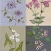 Totsuka Sadako - WILD PLANT FLOWERS Embroidery N2 Japanese Craft Book ...