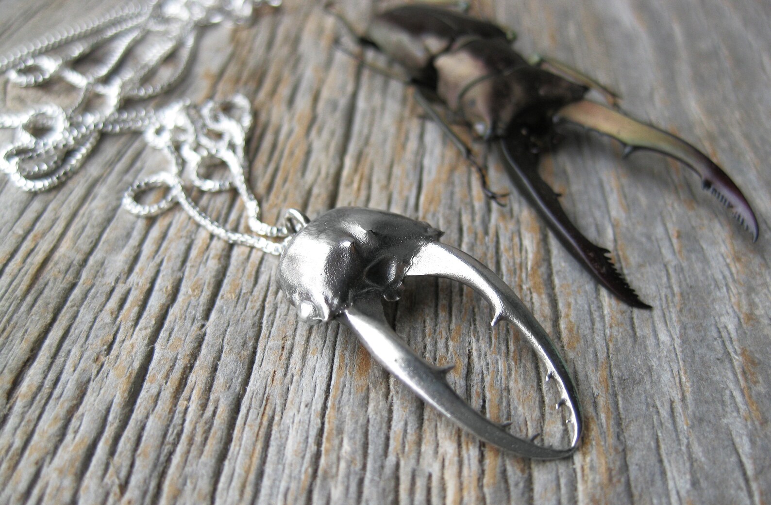 STAG BEETLE Necklace Real Insect Jewelry Oxidized Sterling - Etsy