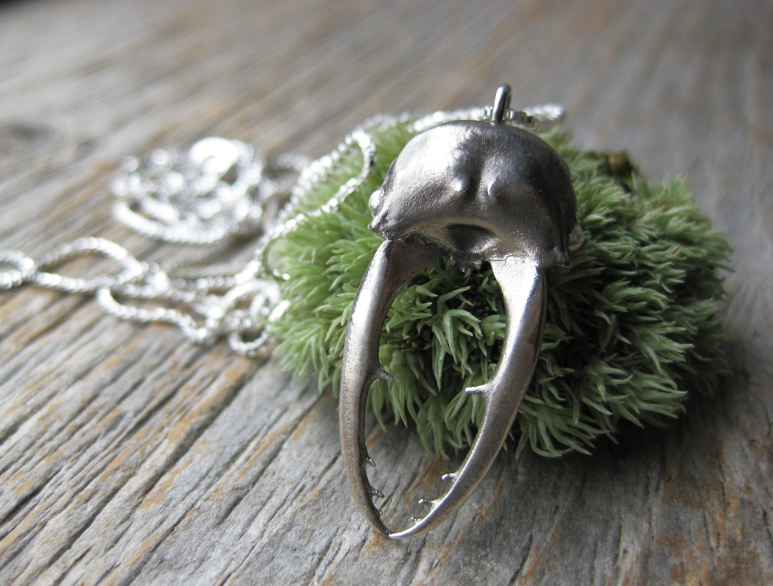 STAG BEETLE Necklace Real Insect Jewelry Oxidized Sterling - Etsy