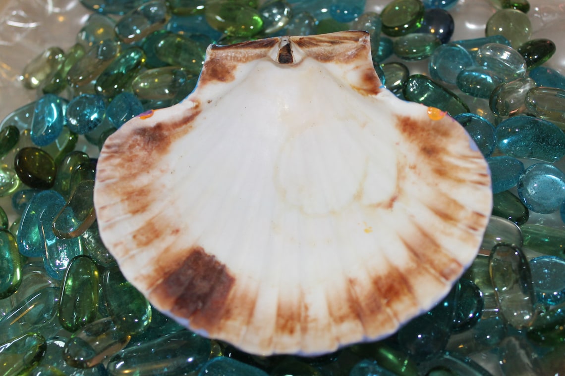 Over 4" Camino De Santiago Pilgrim Hand Painted Shell - Etsy