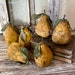 PATTERN Primitive Fall Harvest Pears PATTERN, PDF Pattern - Etsy