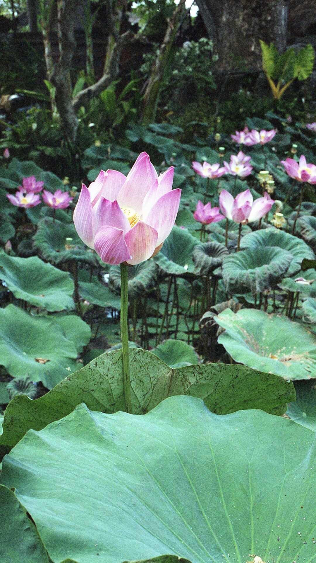 Balinese Lotus Digital Wallpaper - Phone or Tablet - Etsy