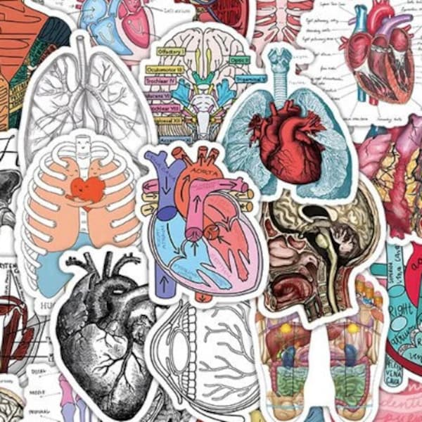 Anatomy and Physiology Sticker Pack - Etsy