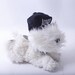 Paris France, White Plush Yorkie Wearing Black Hat, Cute, Furry, Soft ...