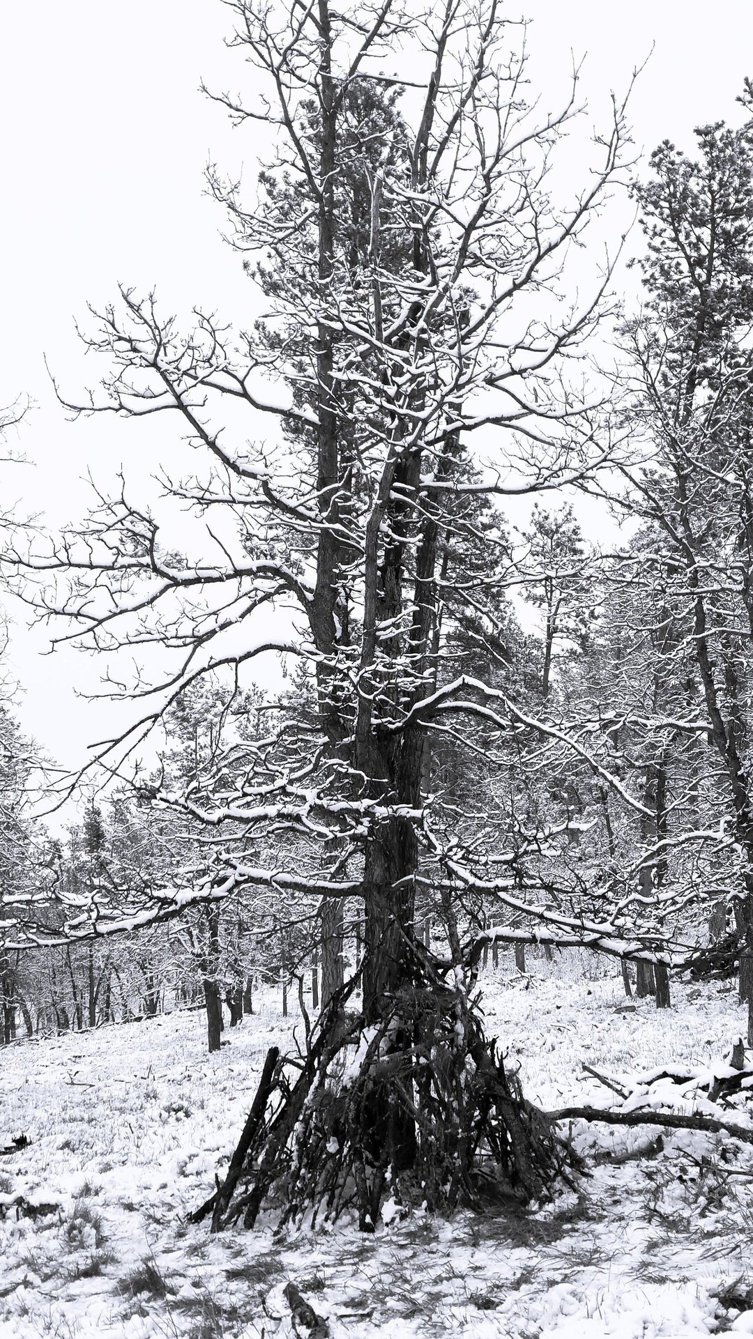 The Spooky Old Tree - Etsy