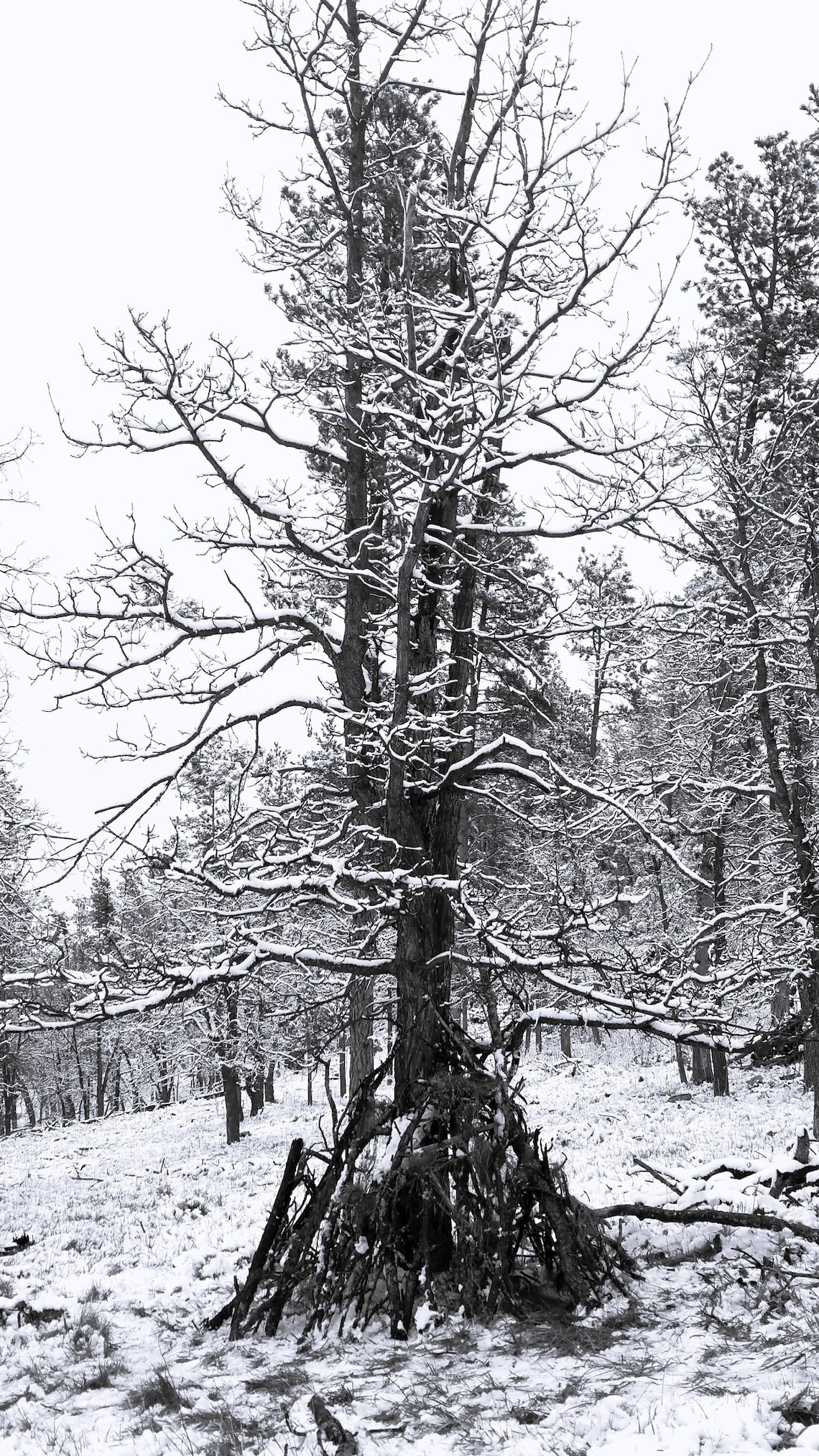The Spooky Old Tree - Etsy