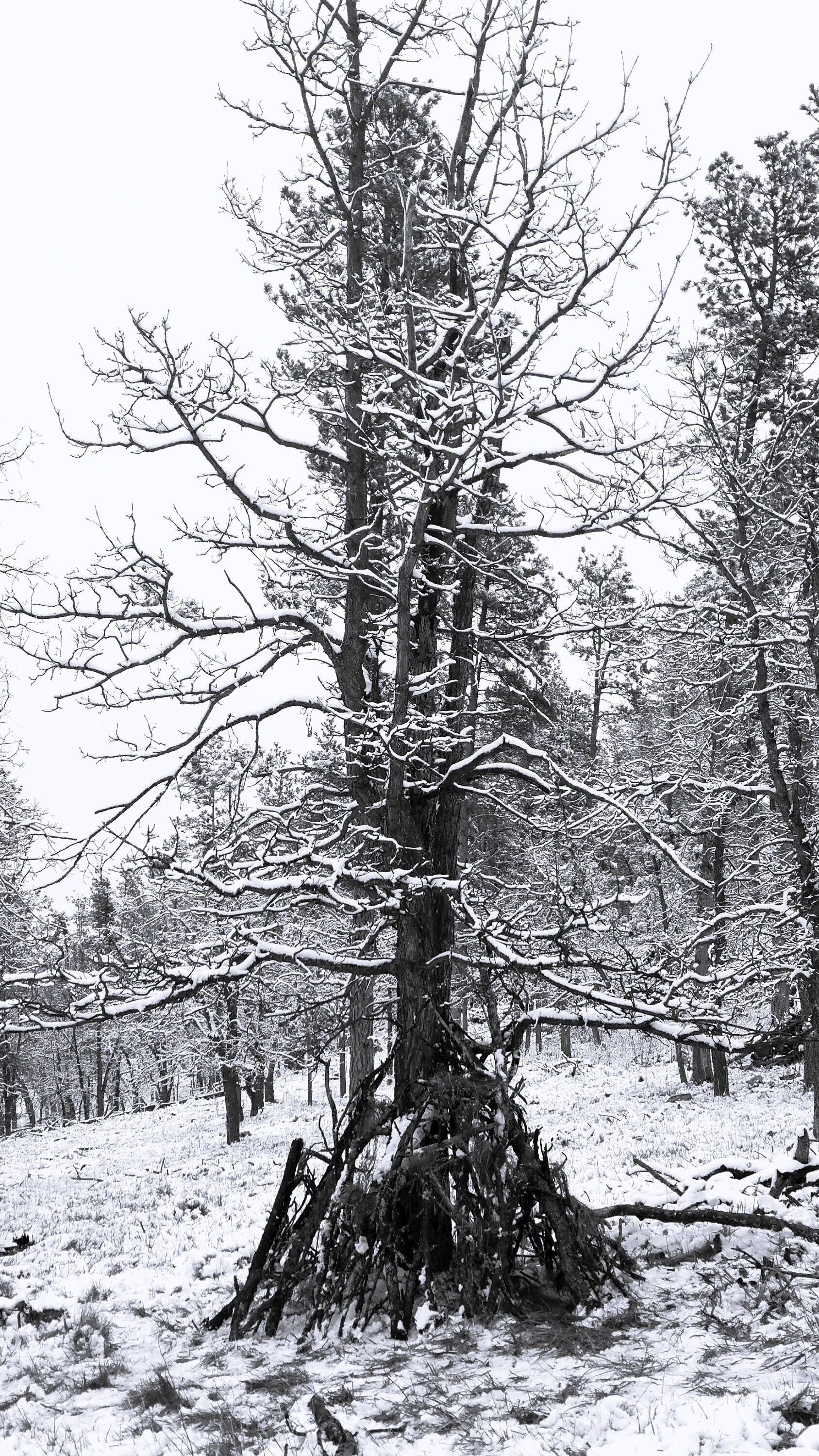 The Spooky Old Tree - Etsy