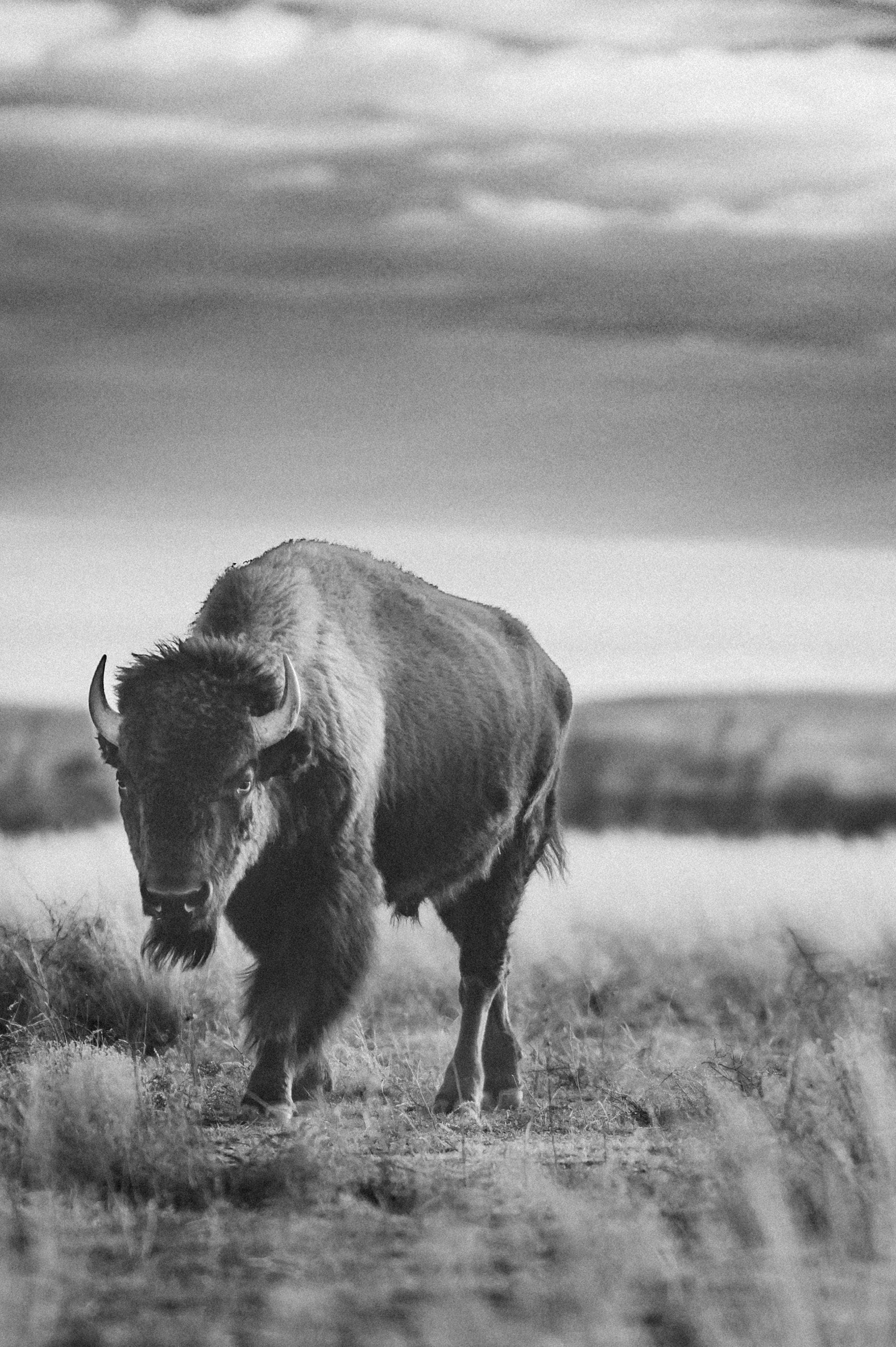 B&W Buffalo Digital Download - Etsy