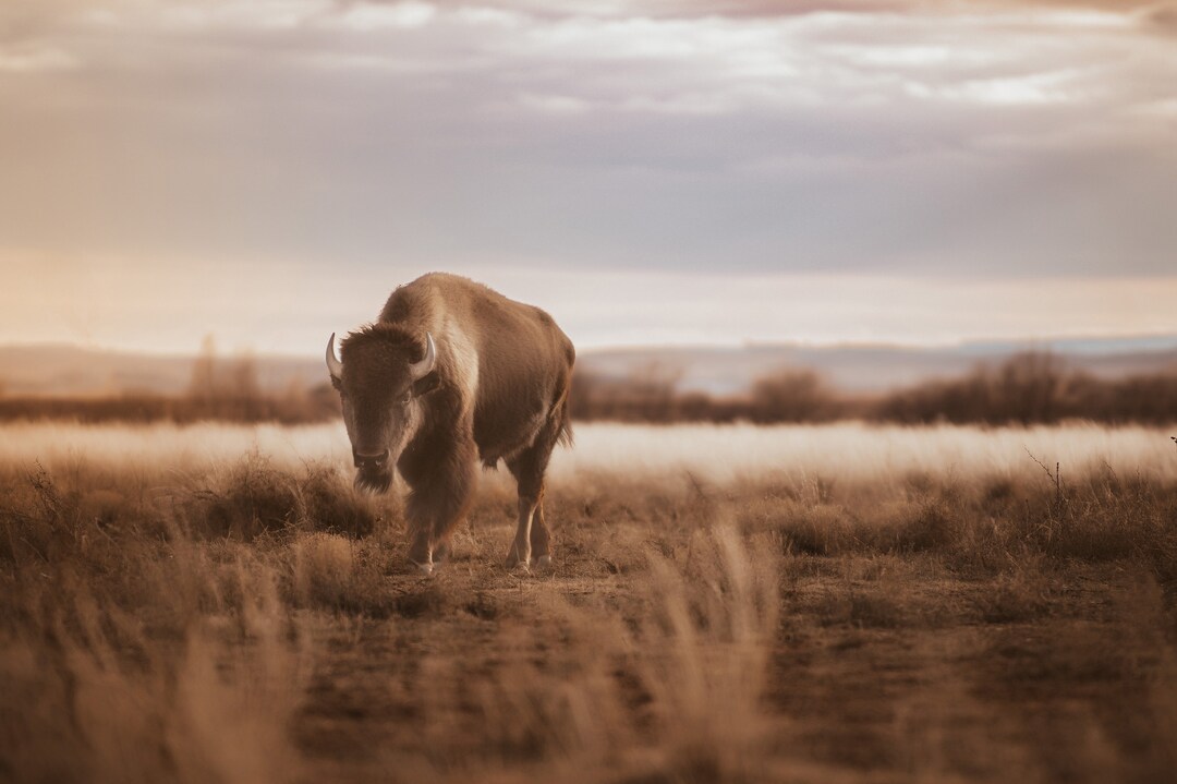 Buffalo Landscape Digital Download - Etsy