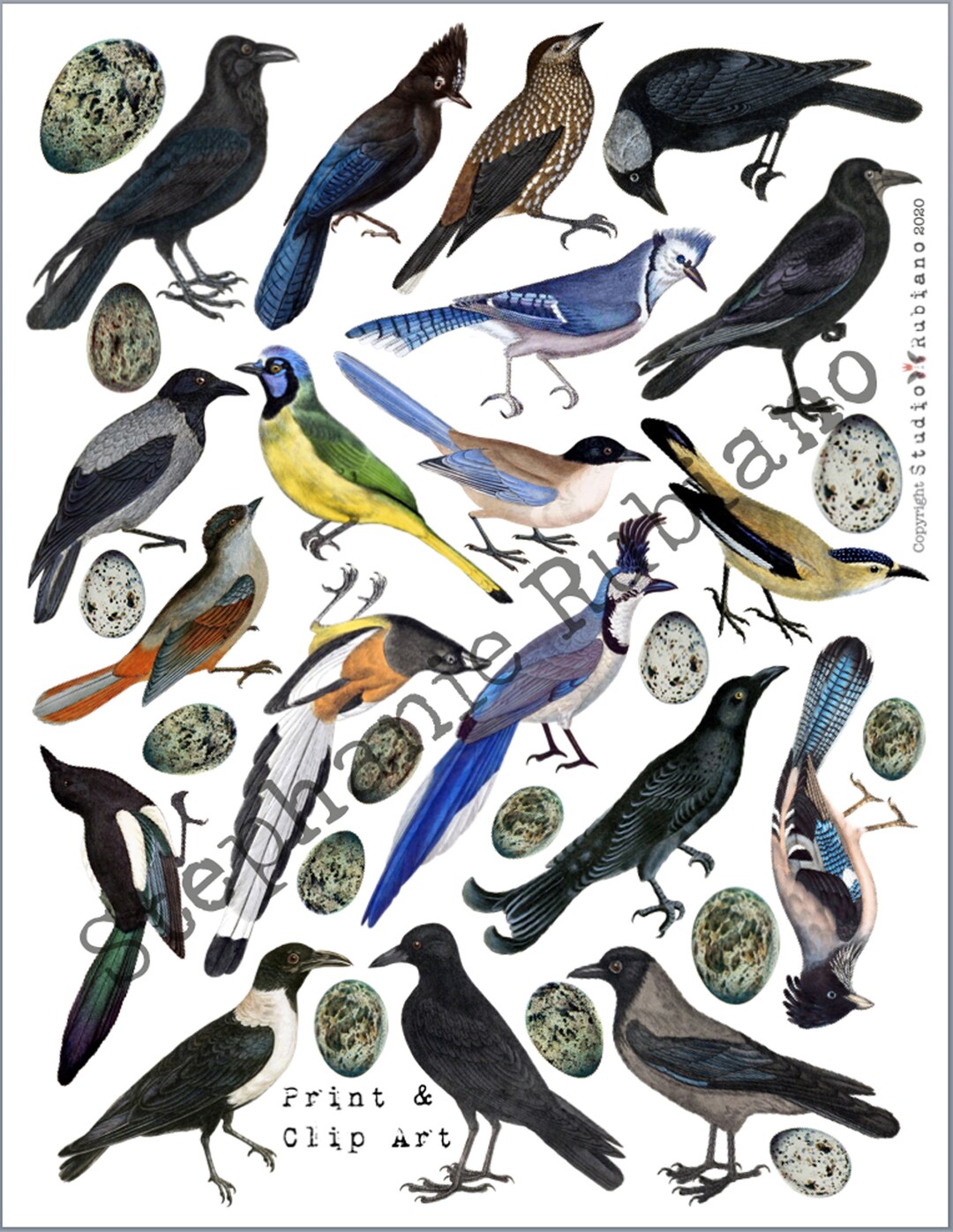 Corvid 19 Printable Design Collage Sheet Art Journal ATC Digital ...