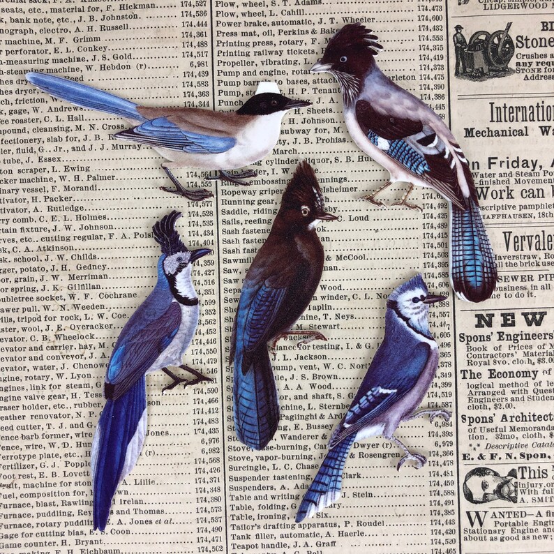 Corvids Jays Blue Jay Shrink Plastic Printable Design Collage Sheet ...