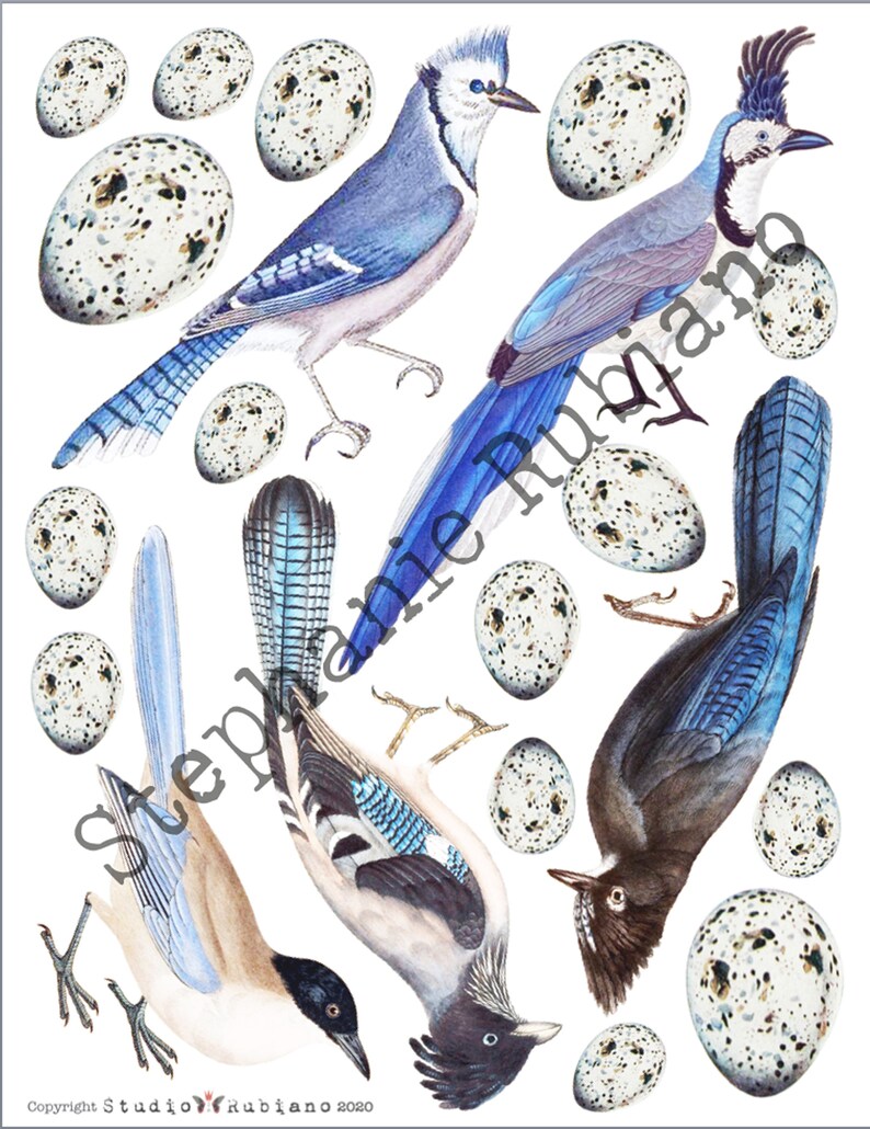 Corvids Jays Blue Jay Shrink Plastic Printable Design Collage Sheet ...