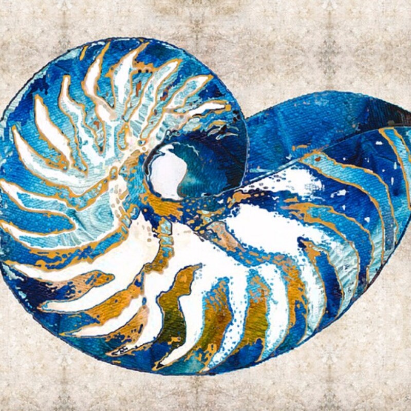 Nautilus Shell - Etsy