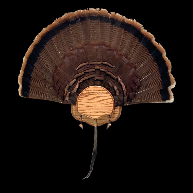 Turkey Fan Mount - Etsy