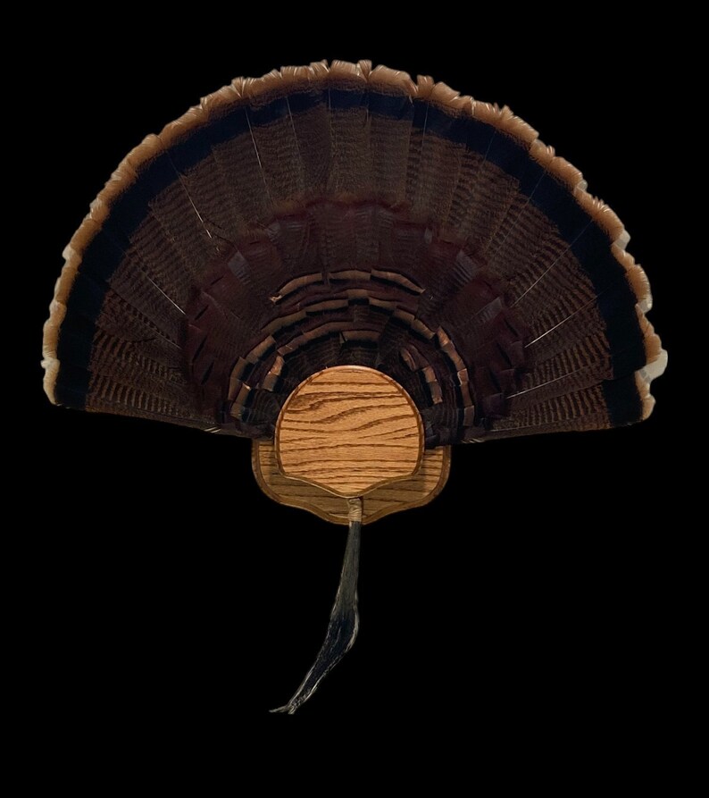 Solid Oak Hard Wood Turkey Fan Plaque, Tail Beard Mount Kit Display ...