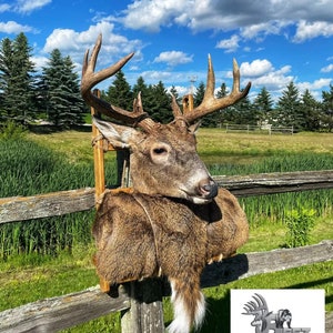 Handmade Taxidermy Backpack Mount Frame, Back Pack Mount, Pack Mount ...