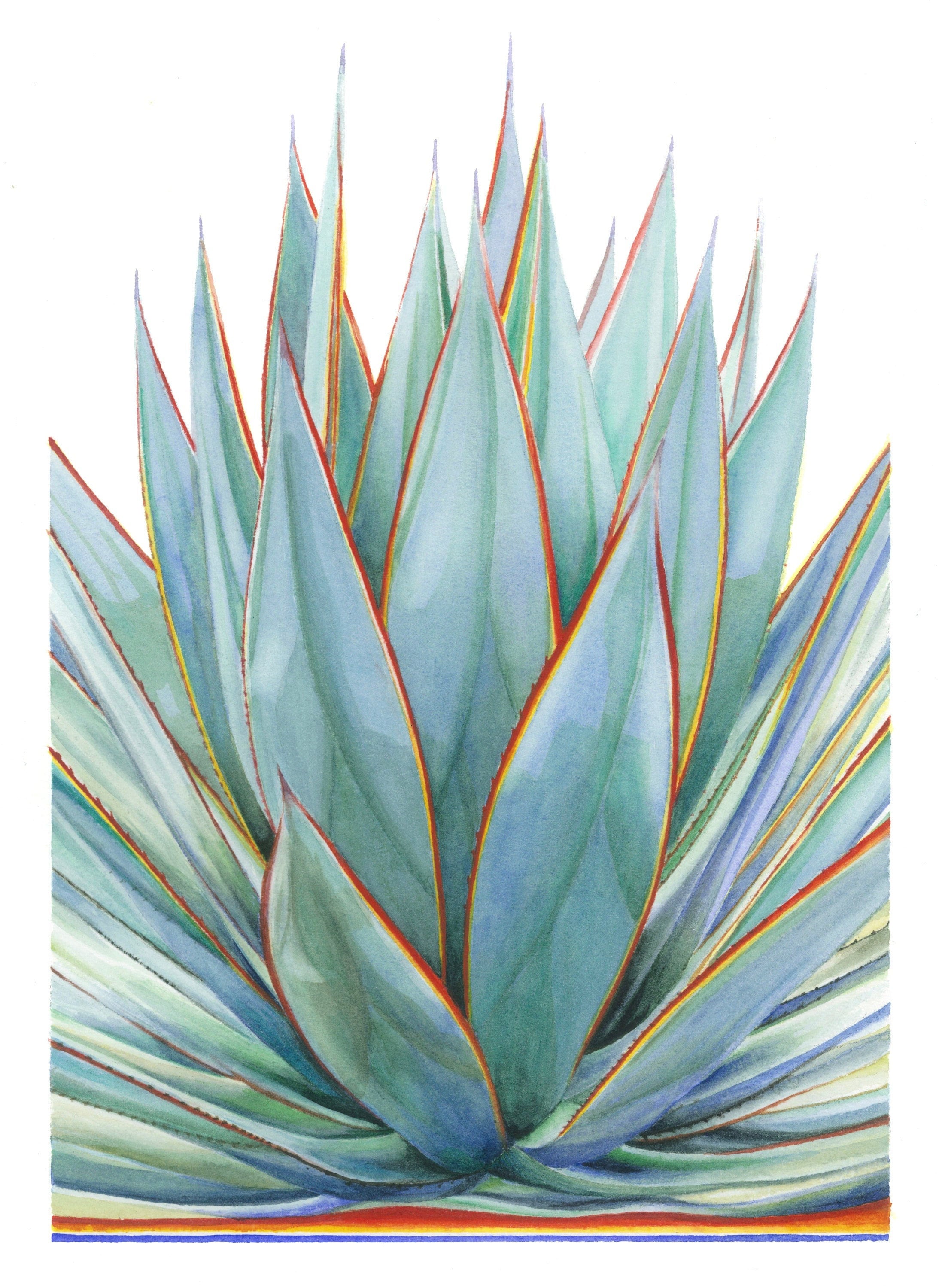 Blue Agave Plant Illustration
