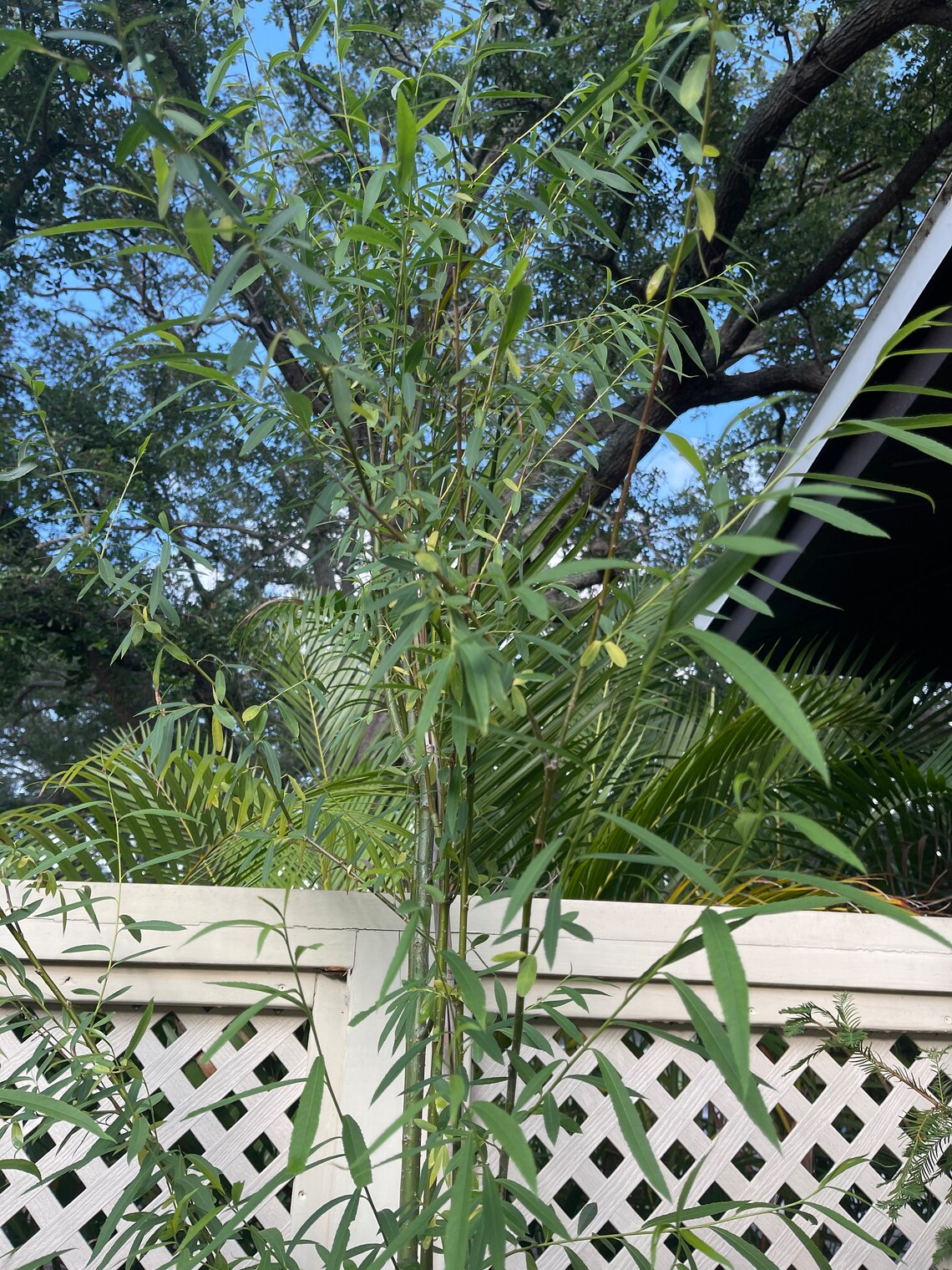 6 Willow Tree Cuttings 10 12 Length - Etsy