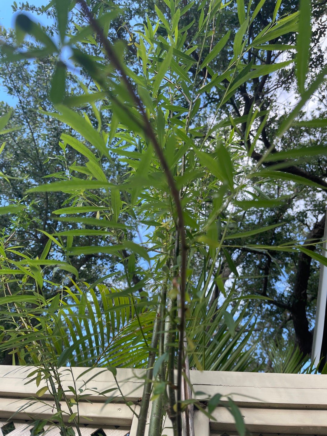 6 Willow Tree Cuttings 10 12 Length - Etsy