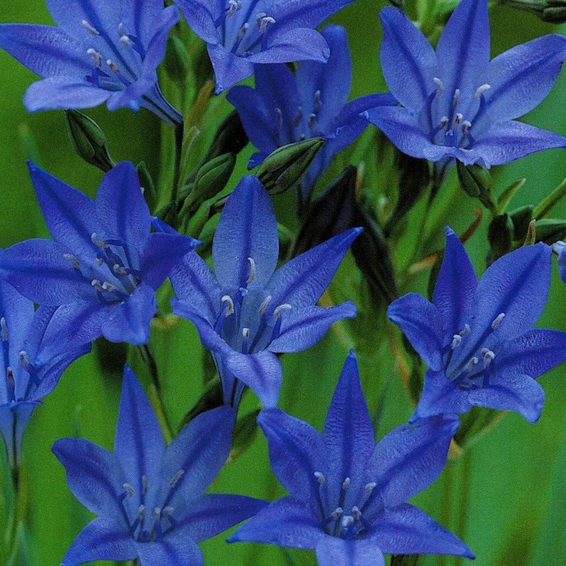 Triteleia Brodiaea Queen Fabiola, Blue Hardy Perrenial Spring Flowering ...