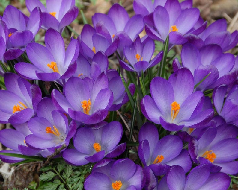 Crocus Ruby Giant Tommasianus 6/7 Bulbs Purple Hardy Perennial ...