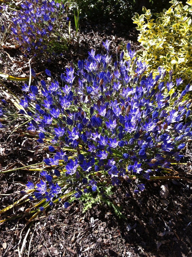 Triteleia Brodiaea Queen Fabiola, Blue Hardy Perrenial Spring Flowering ...