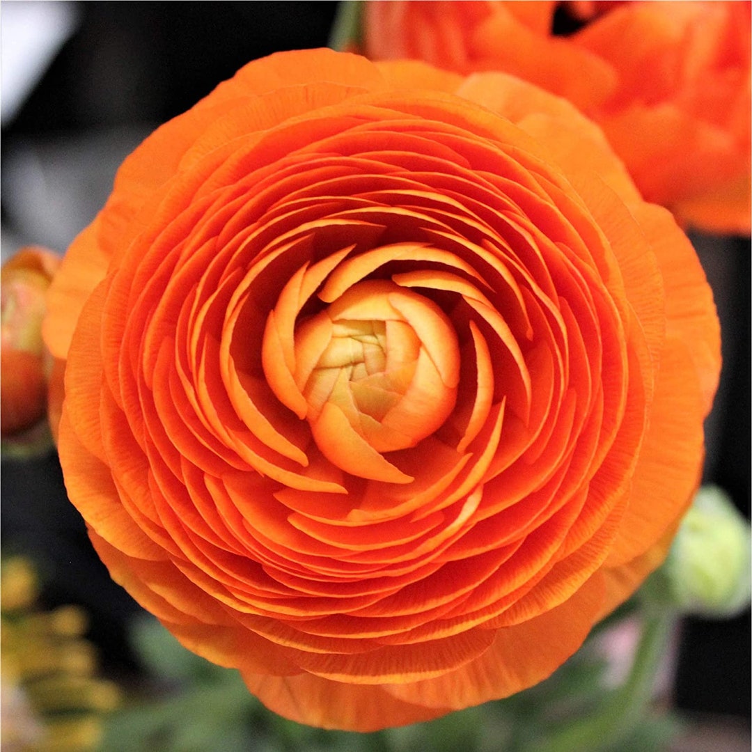 Ranunculus Orange Persian Buttercup Fragrant Perennial Spring Garden ...