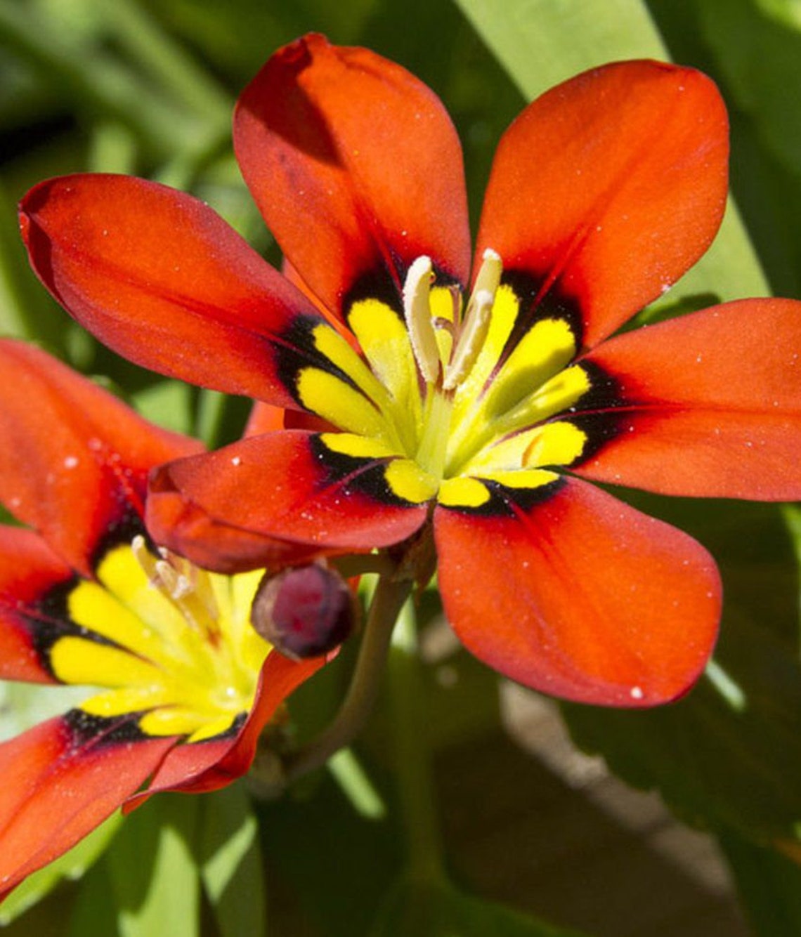 Sparaxis Mixed Harlequin Colour Bulbs Corms Perennial Summer Flowering ...