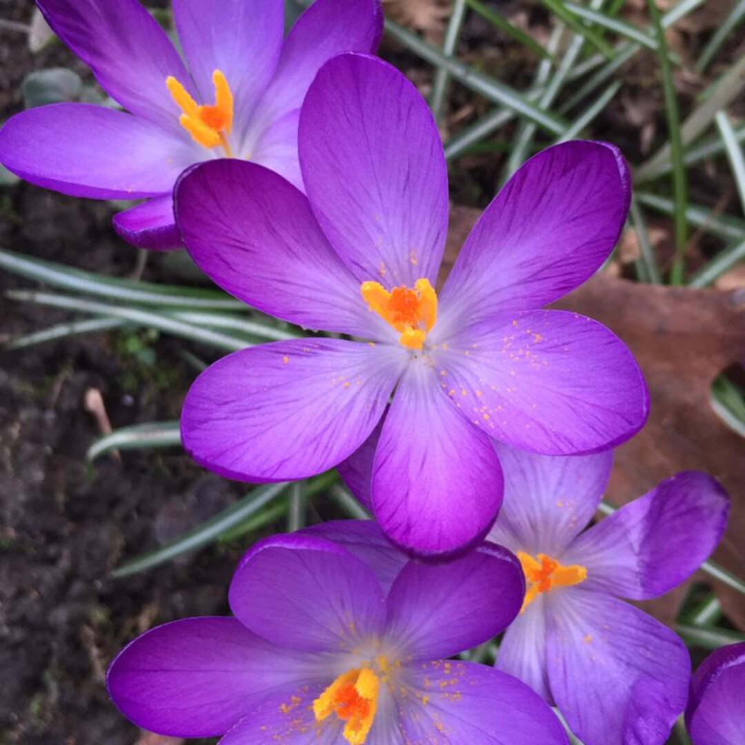 Crocus Ruby Giant Tommasianus 6/7 Bulbs Purple Hardy Perennial ...