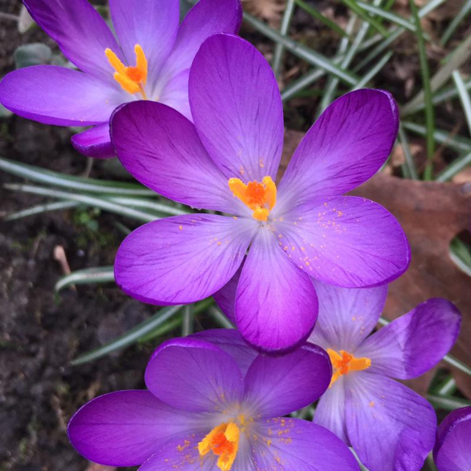 Crocus Ruby Giant Tommasianus 6/7 Bulbs Purple Hardy Perennial ...
