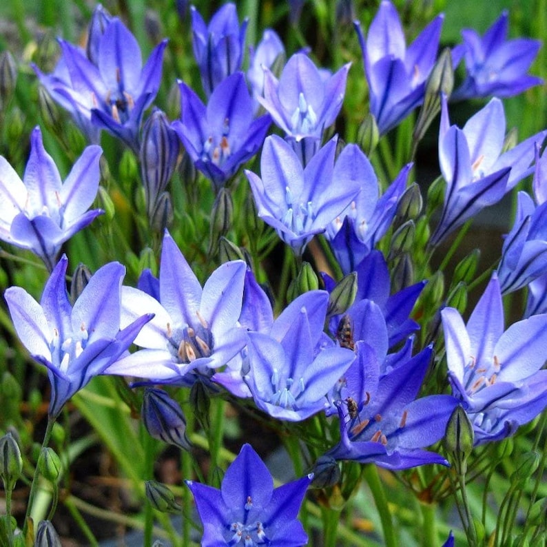Triteleia Brodiaea Queen Fabiola, Blue Hardy Perrenial Spring Flowering ...
